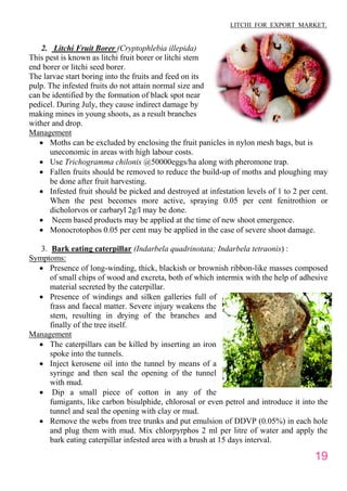 Litchi production for export market | PDF