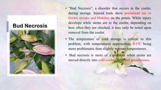 Post harvest management of lilly | PPTX | Agriculture | Industries