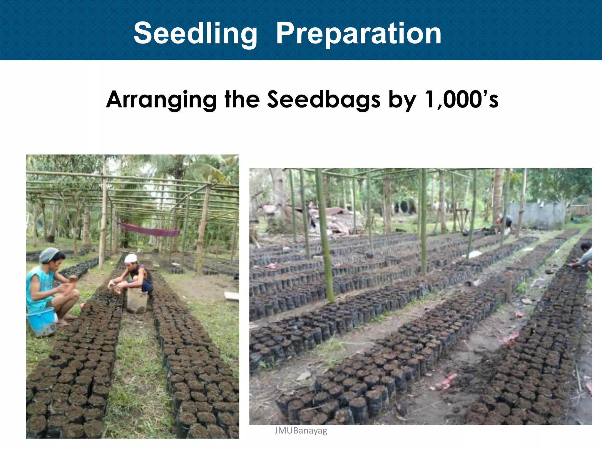 Agricultural Nursery Establishment and Management | PDF