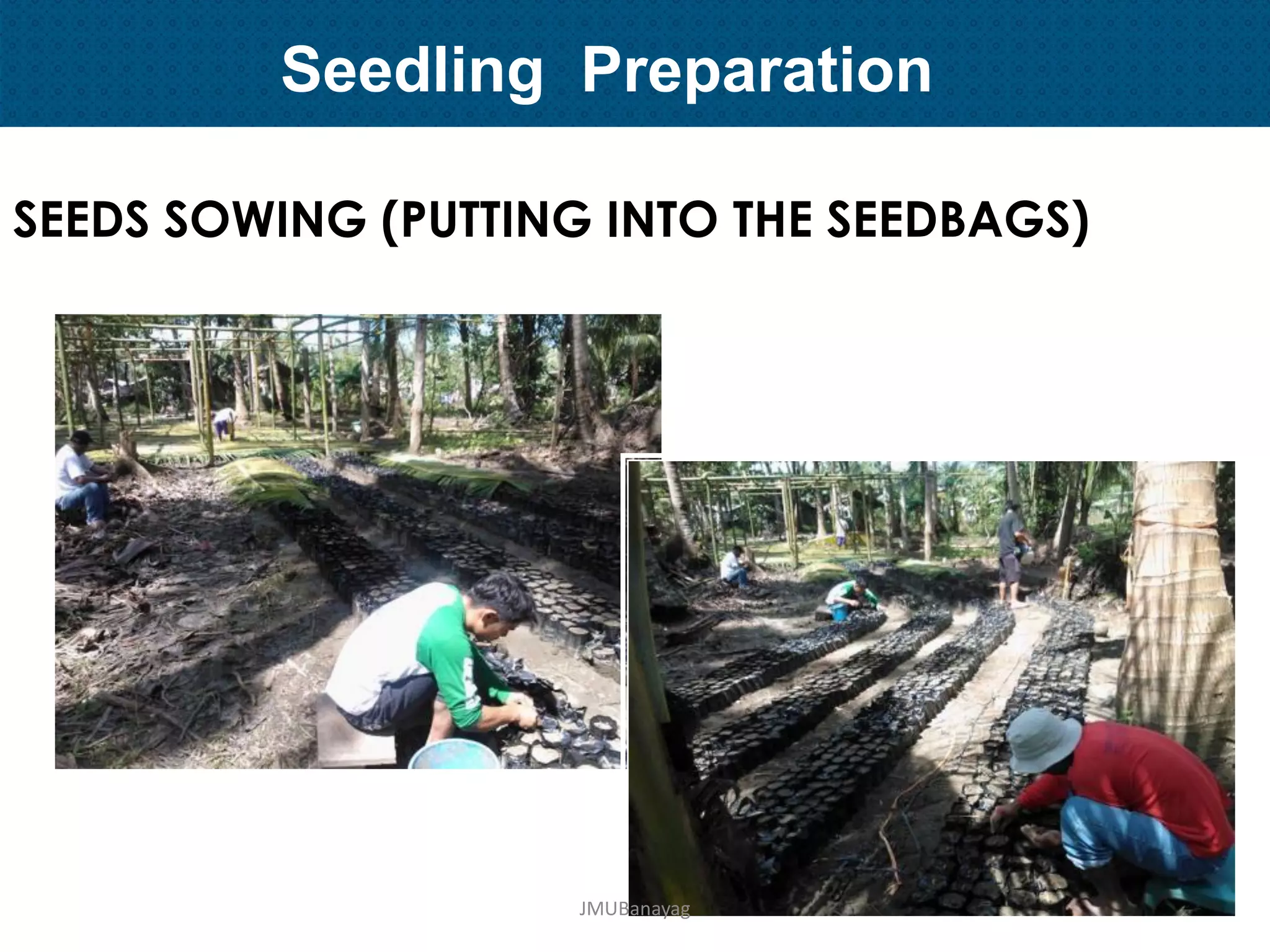 Agricultural Nursery Establishment and Management | PDF