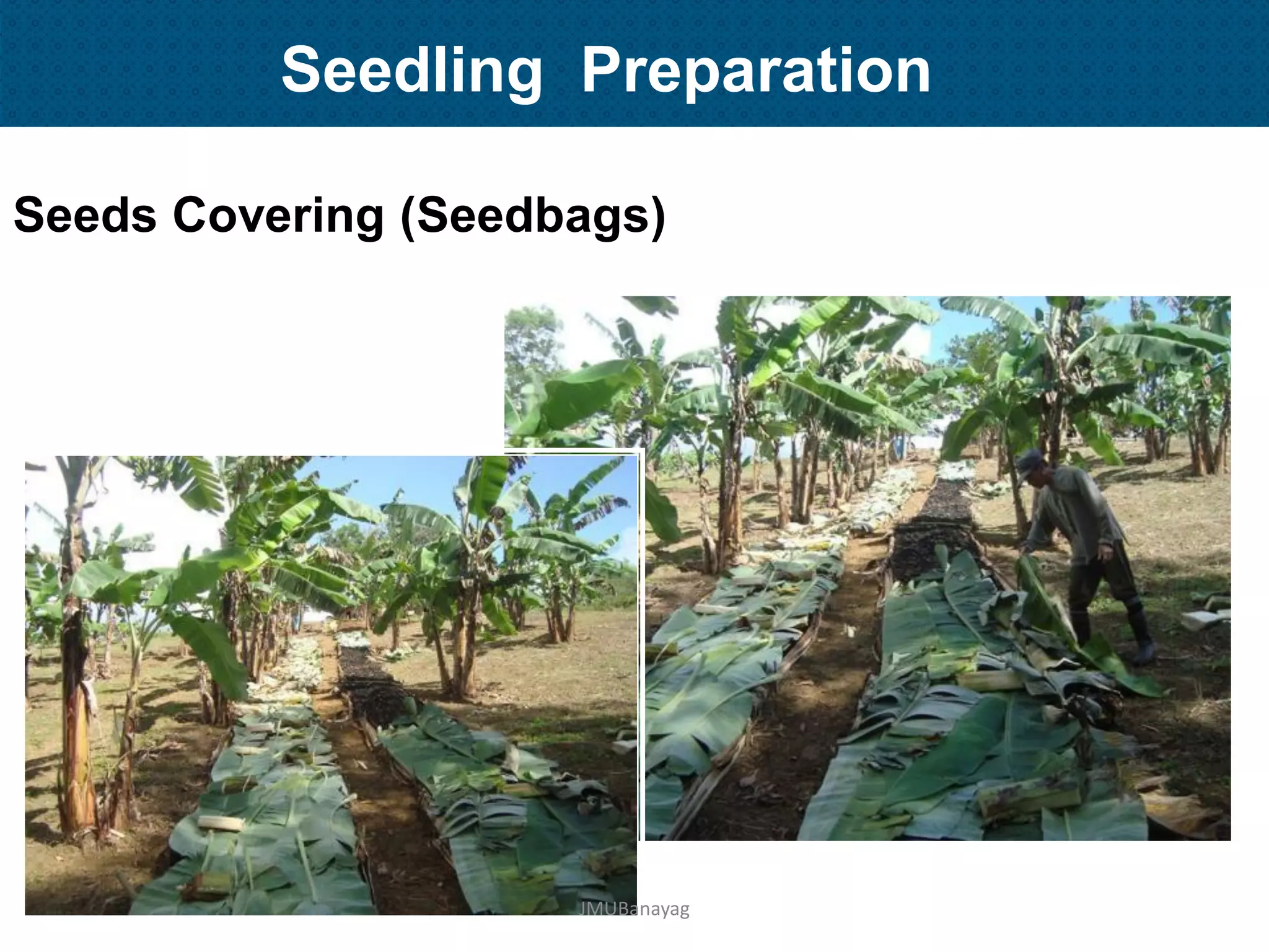 Agricultural Nursery Establishment and Management | PDF