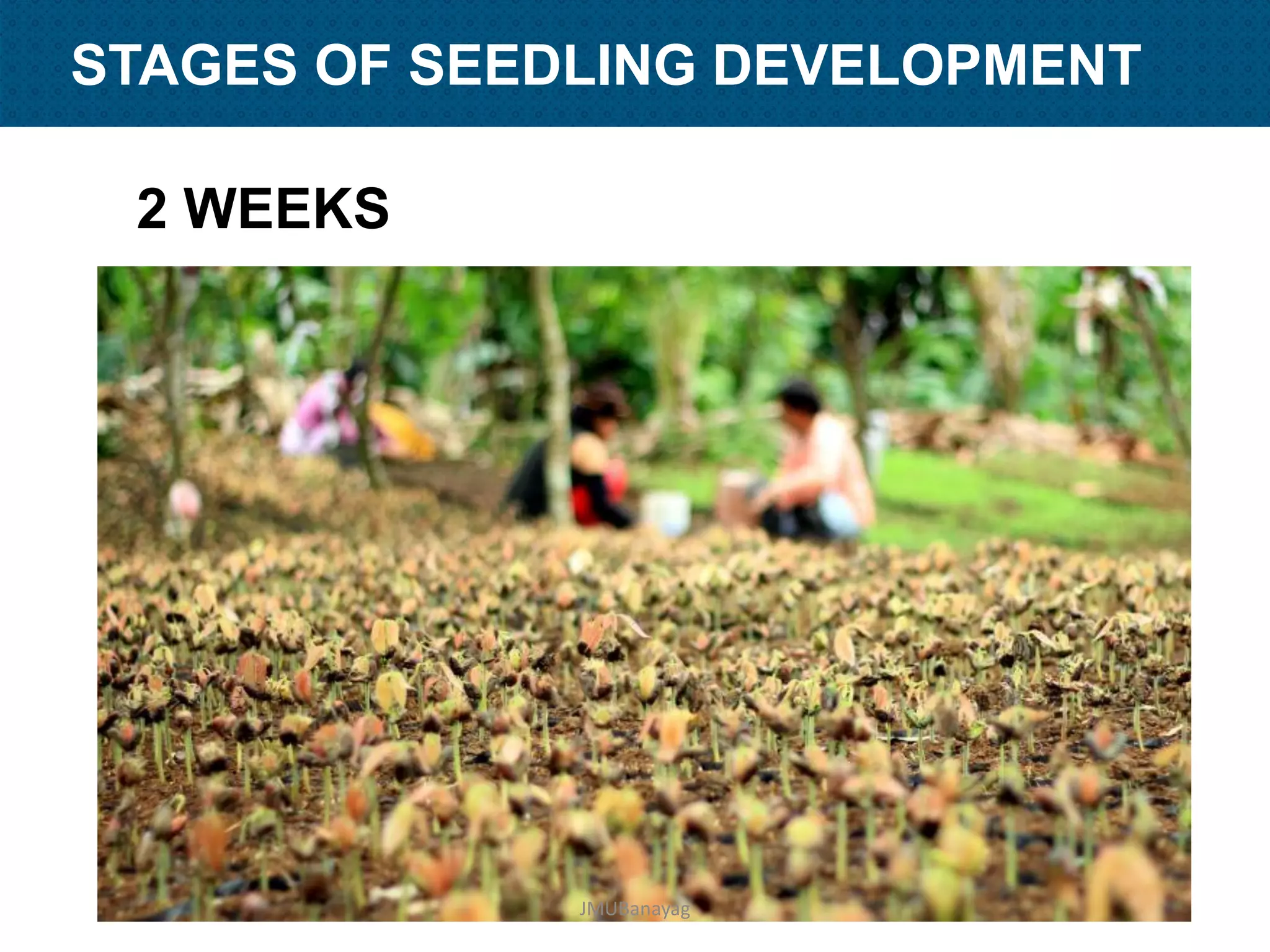 Agricultural Nursery Establishment and Management | PDF