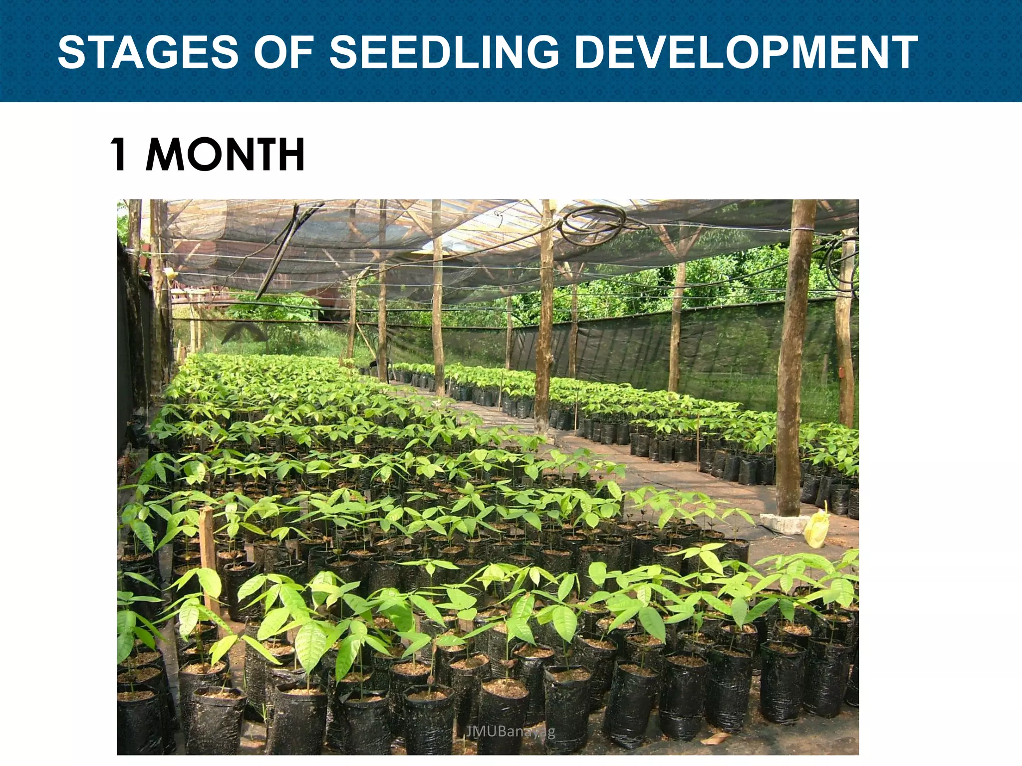 Agricultural Nursery Establishment and Management | PDF