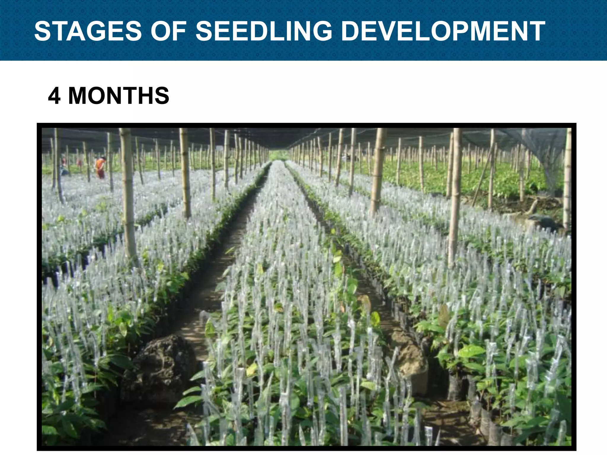 Agricultural Nursery Establishment and Management | PDF