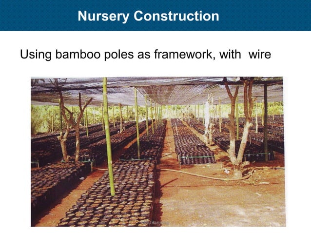 Agricultural Nursery Establishment and Management | PDF