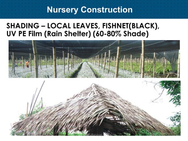 Agricultural Nursery Establishment and Management | PDF