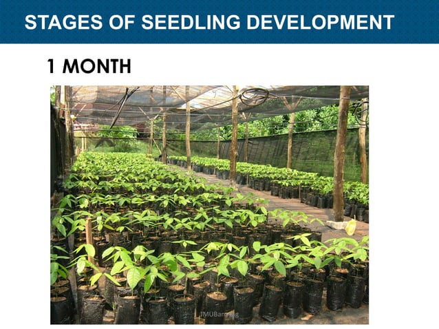 Agricultural Nursery Establishment and Management | PPT