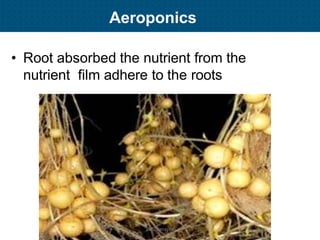 Soilless Agriculture (Hydroponics/ Water/ Nutrient Culture) | PDF