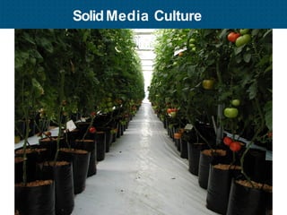 Soilless Agriculture (Hydroponics/ Water/ Nutrient Culture) | PDF