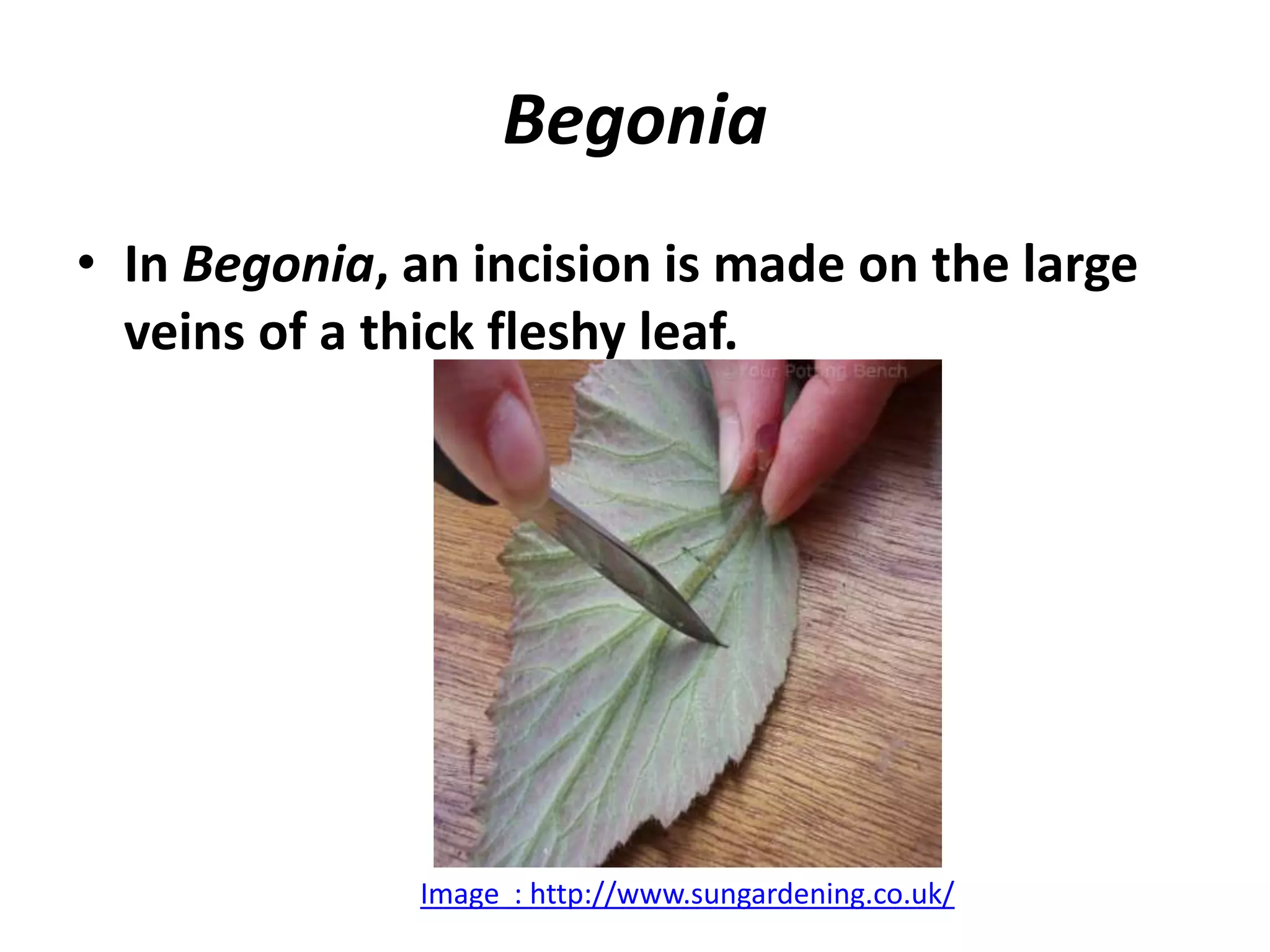 HORTICULTURAL PRACTICES : CUTTING, LAYERING, GRAFTING & BUDDING SMG | PPTX