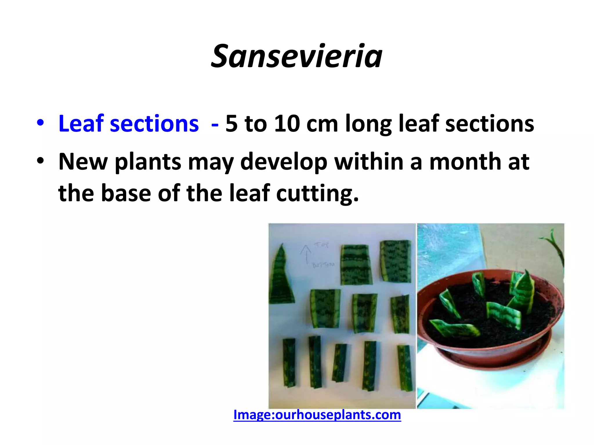 HORTICULTURAL PRACTICES : CUTTING, LAYERING, GRAFTING & BUDDING SMG ...