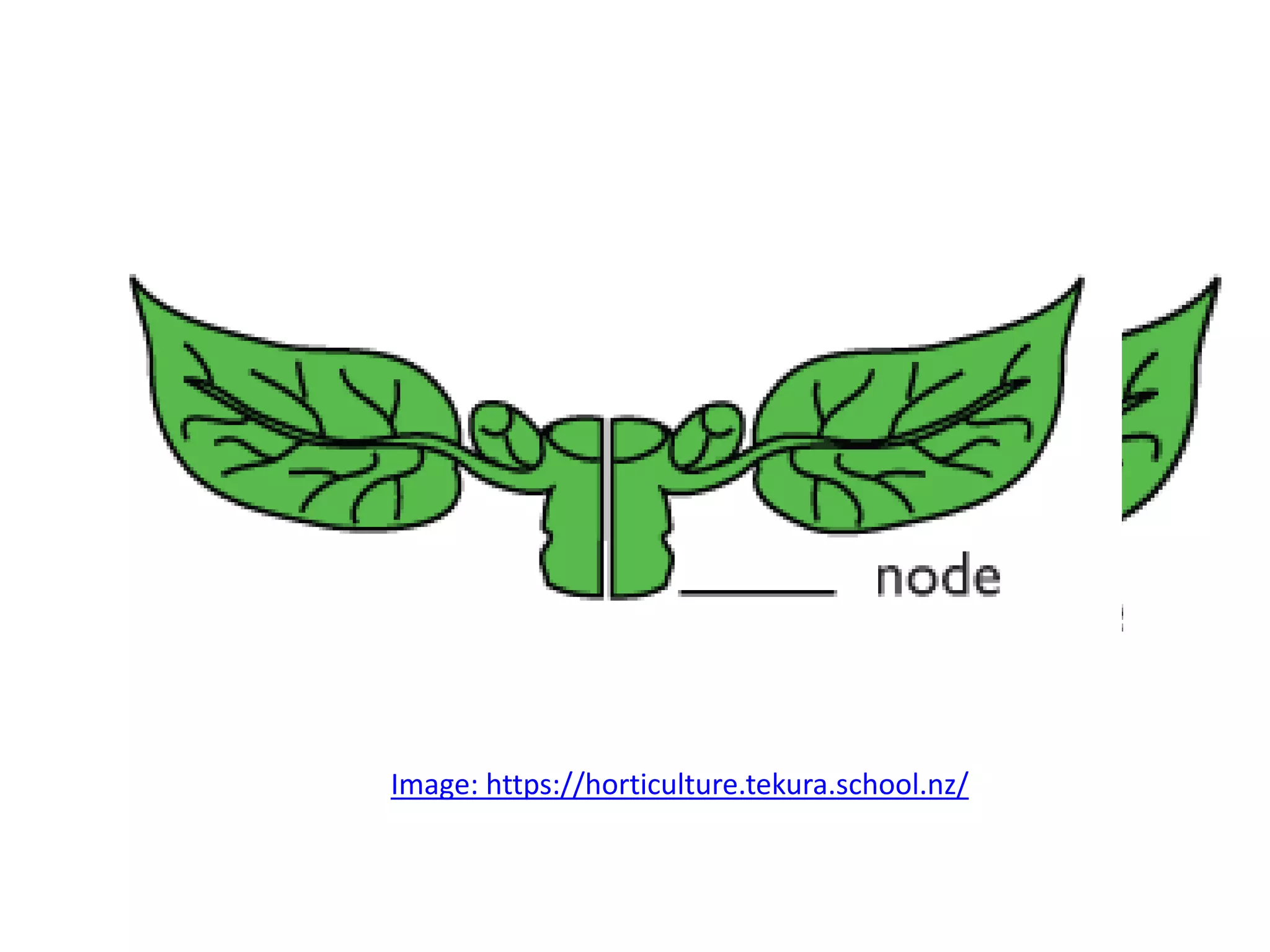 HORTICULTURAL PRACTICES : CUTTING, LAYERING, GRAFTING & BUDDING SMG | PPTX