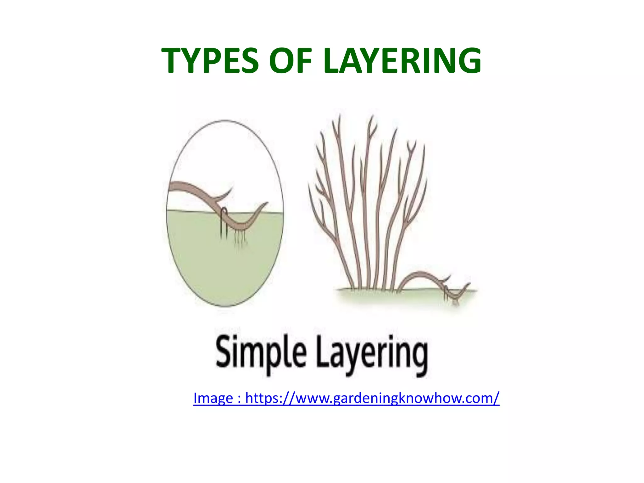 HORTICULTURAL PRACTICES : CUTTING, LAYERING, GRAFTING & BUDDING SMG ...