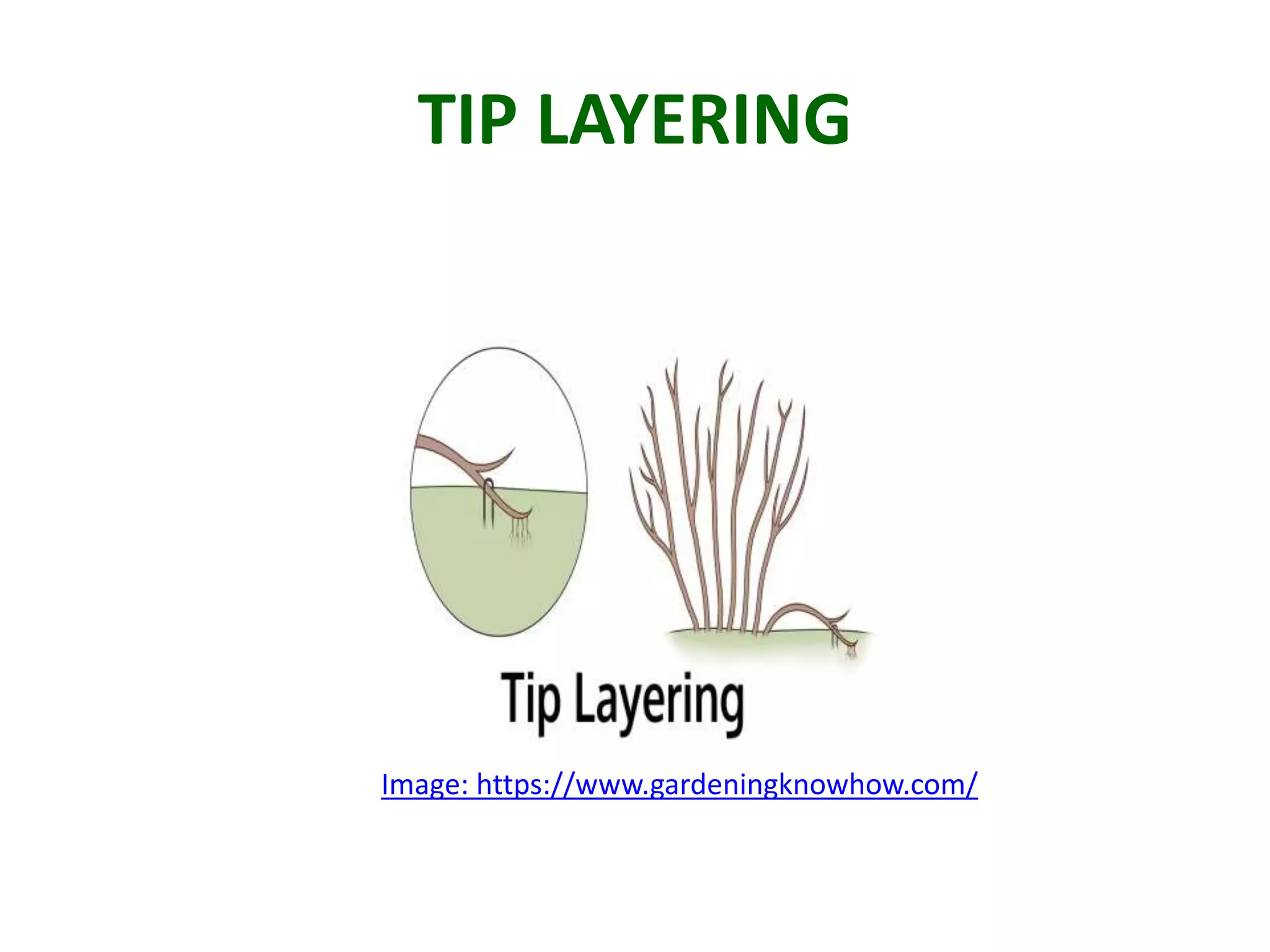 HORTICULTURAL PRACTICES : CUTTING, LAYERING, GRAFTING & BUDDING SMG | PPTX