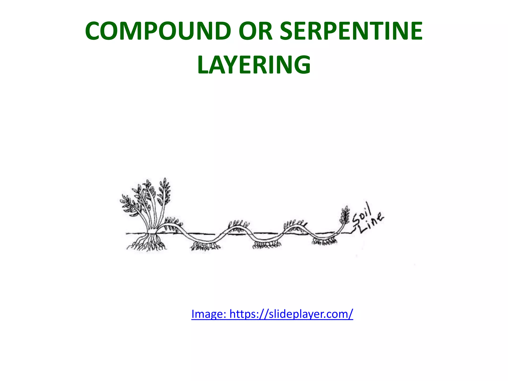 HORTICULTURAL PRACTICES : CUTTING, LAYERING, GRAFTING & BUDDING SMG | PPTX