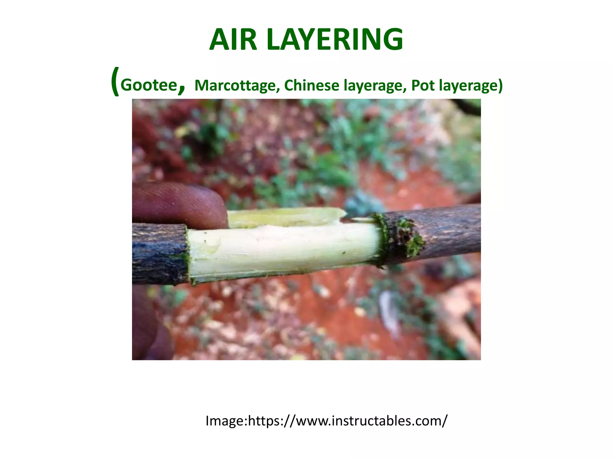 HORTICULTURAL PRACTICES : CUTTING, LAYERING, GRAFTING & BUDDING SMG | PPTX