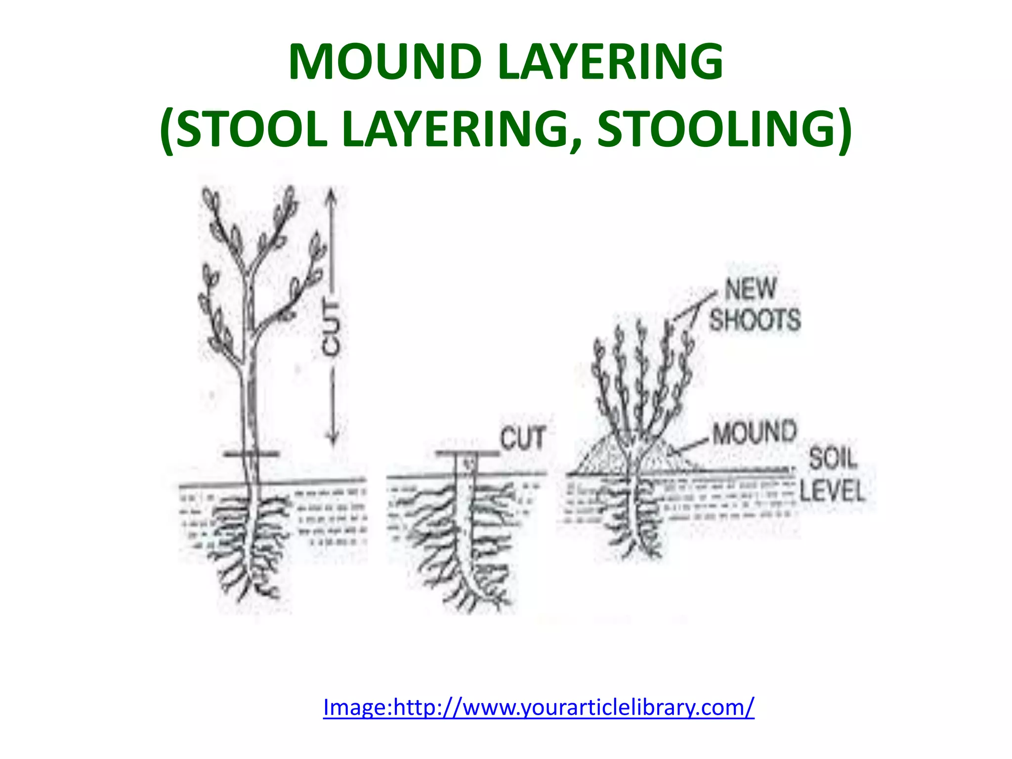 HORTICULTURAL PRACTICES : CUTTING, LAYERING, GRAFTING & BUDDING SMG | PPTX