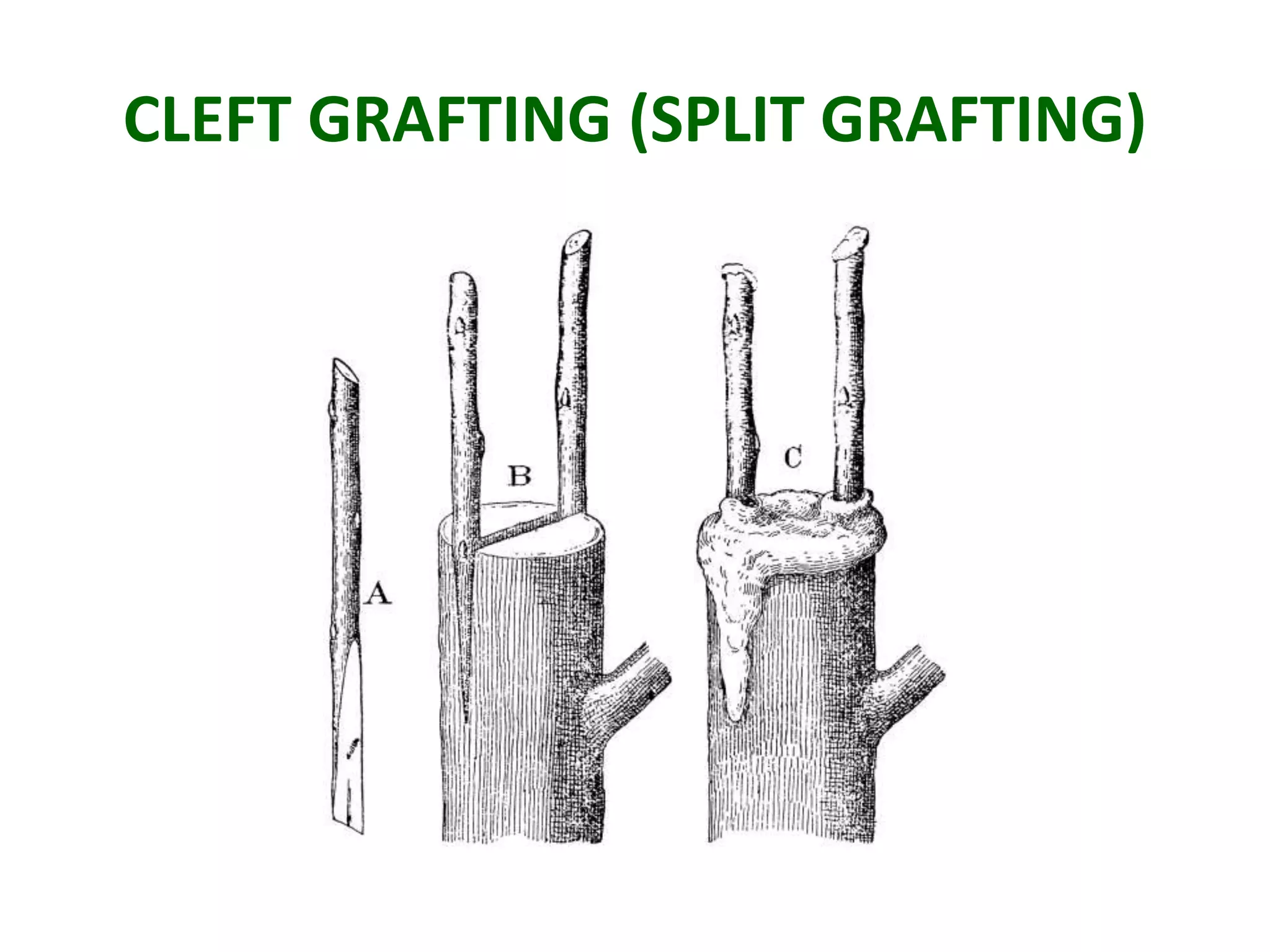 HORTICULTURAL PRACTICES : CUTTING, LAYERING, GRAFTING & BUDDING SMG | PPTX