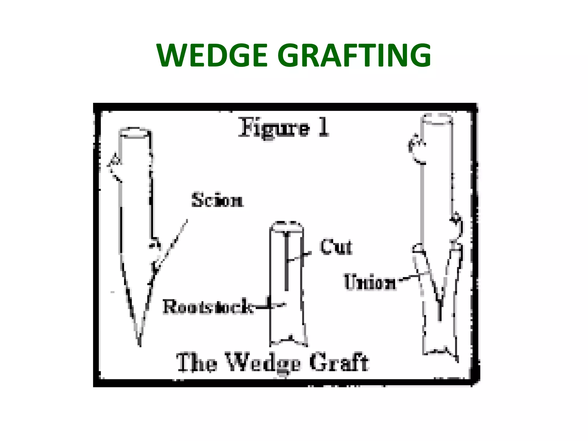 HORTICULTURAL PRACTICES : CUTTING, LAYERING, GRAFTING & BUDDING SMG | PPTX