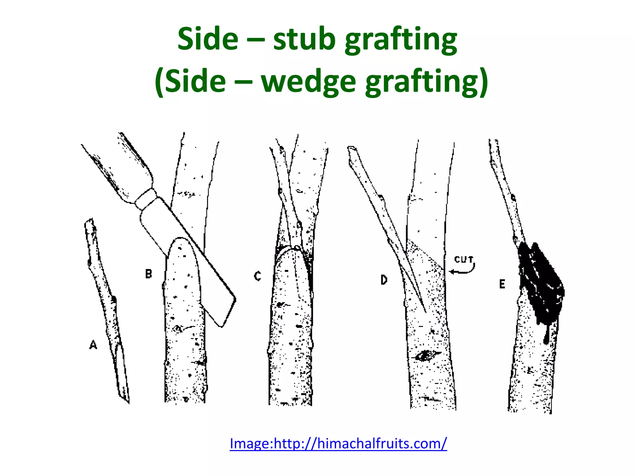 HORTICULTURAL PRACTICES : CUTTING, LAYERING, GRAFTING & BUDDING SMG | PPTX