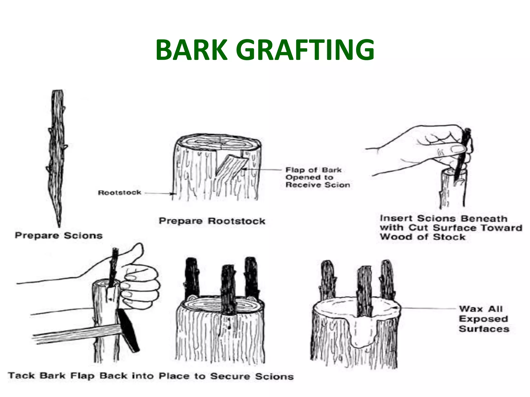 HORTICULTURAL PRACTICES : CUTTING, LAYERING, GRAFTING & BUDDING SMG | PPTX