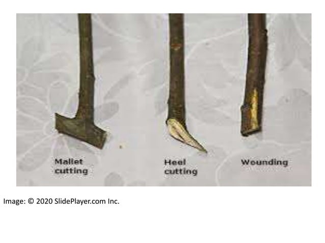 HORTICULTURAL PRACTICES : CUTTING, LAYERING, GRAFTING & BUDDING SMG ...
