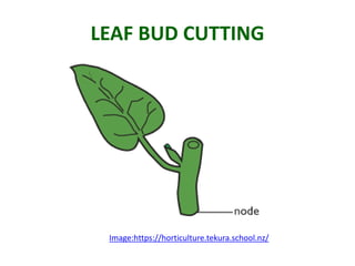 HORTICULTURAL PRACTICES : CUTTING, LAYERING, GRAFTING & BUDDING SMG | PPTX
