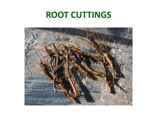 HORTICULTURAL PRACTICES : CUTTING, LAYERING, GRAFTING & BUDDING SMG | PPTX