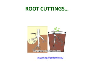 HORTICULTURAL PRACTICES : CUTTING, LAYERING, GRAFTING & BUDDING SMG | PPTX
