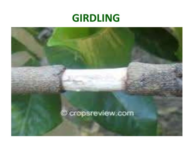 HORTICULTURAL PRACTICES : CUTTING, LAYERING, GRAFTING & BUDDING SMG ...