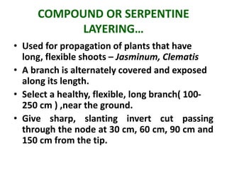 HORTICULTURAL PRACTICES : CUTTING, LAYERING, GRAFTING & BUDDING SMG | PPTX