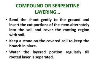 HORTICULTURAL PRACTICES : CUTTING, LAYERING, GRAFTING & BUDDING SMG | PPTX