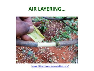 HORTICULTURAL PRACTICES : CUTTING, LAYERING, GRAFTING & BUDDING SMG | PPTX