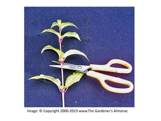 HORTICULTURAL PRACTICES : CUTTING, LAYERING, GRAFTING & BUDDING SMG | PPTX