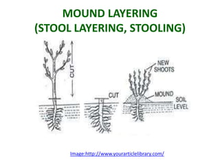 HORTICULTURAL PRACTICES : CUTTING, LAYERING, GRAFTING & BUDDING SMG | PPTX