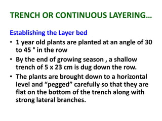 HORTICULTURAL PRACTICES : CUTTING, LAYERING, GRAFTING & BUDDING SMG | PPTX