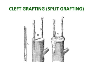 HORTICULTURAL PRACTICES : CUTTING, LAYERING, GRAFTING & BUDDING SMG | PPTX