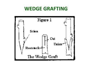 HORTICULTURAL PRACTICES : CUTTING, LAYERING, GRAFTING & BUDDING SMG | PPTX