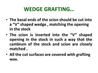 HORTICULTURAL PRACTICES : CUTTING, LAYERING, GRAFTING & BUDDING SMG | PPTX