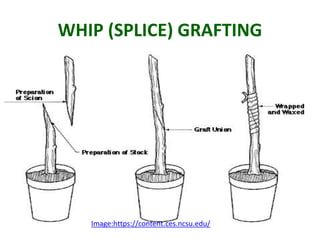 Budding In Plants Diagram