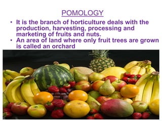 Horticulture | PPTX | Agriculture | Industries