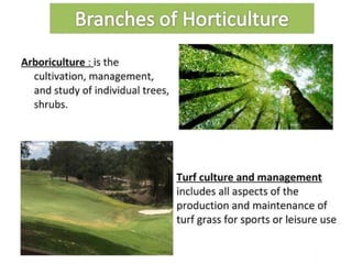 Horticulture Pomology → Olericulture → Floriculture → Plantation Crops ...