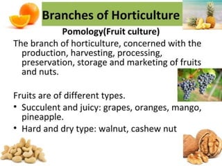 Horticulture Pomology → Olericulture → Floriculture → Plantation Crops ...