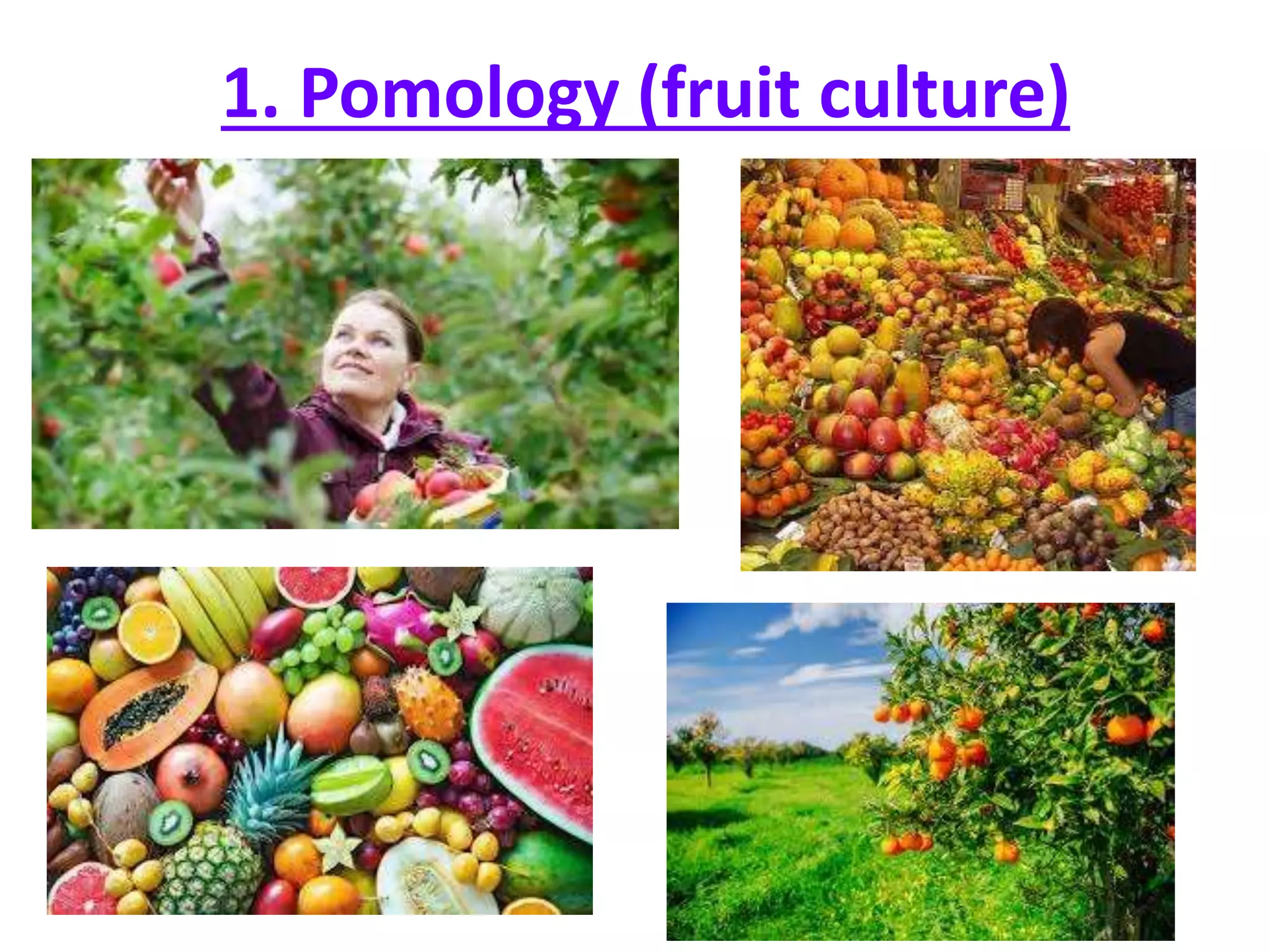 Horticulture 1 | PPTX