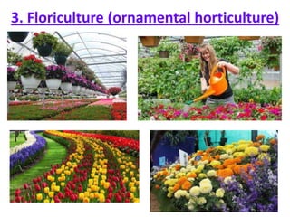 Horticulture 1 | PPTX