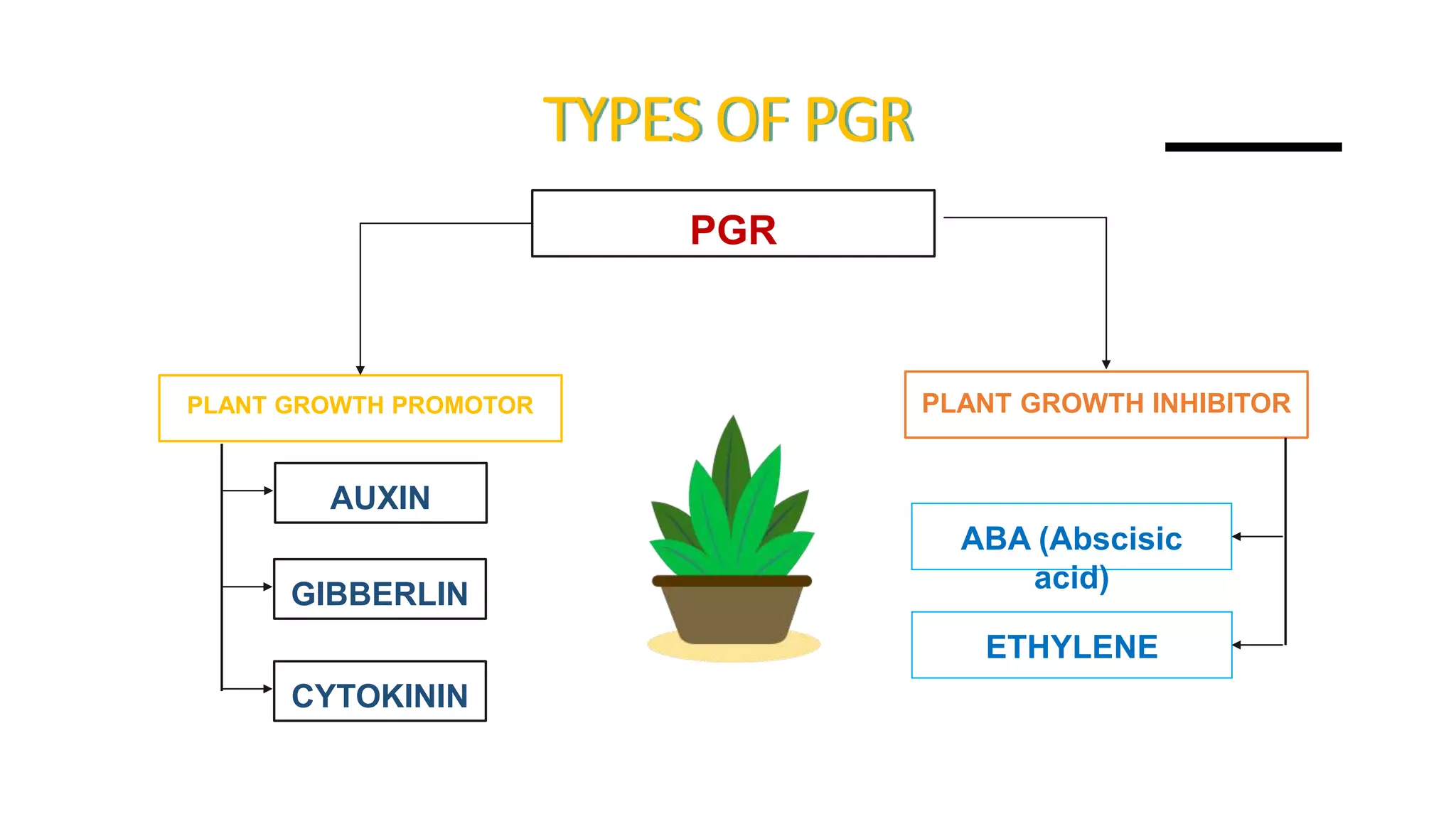 Plant growth hormones | PPTX