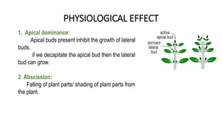 Plant growth hormones | PPTX