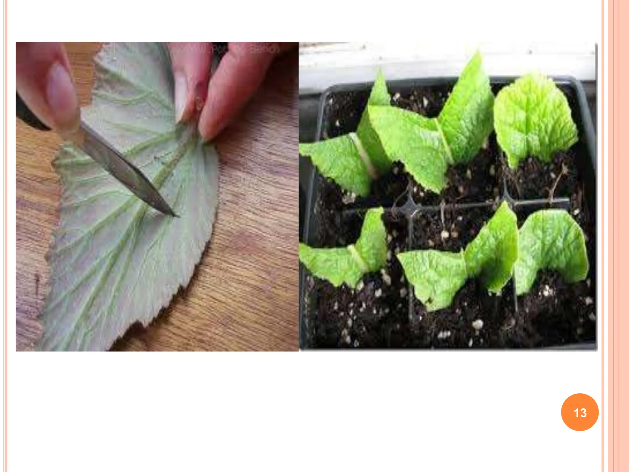 Plant propagation methods : types, features etc. | PPTX