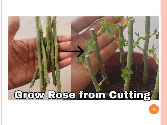 Plant propagation methods : types, features etc. | PPTX