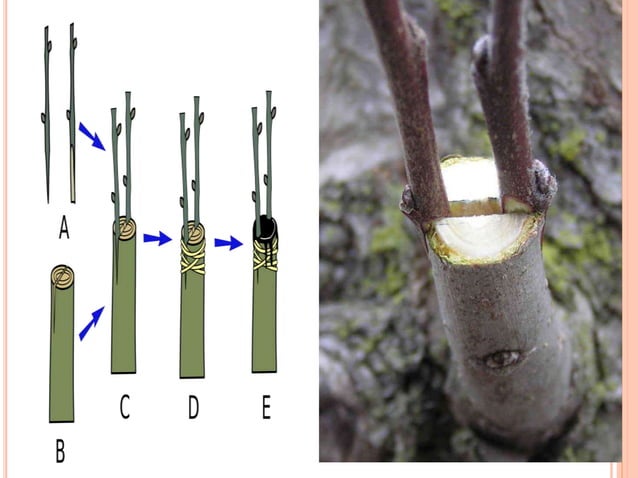Plant propagation methods : types, features etc. | PPTX